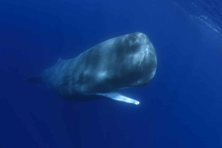 Small state, big symbol: Connecticut’s connection to the sperm whale