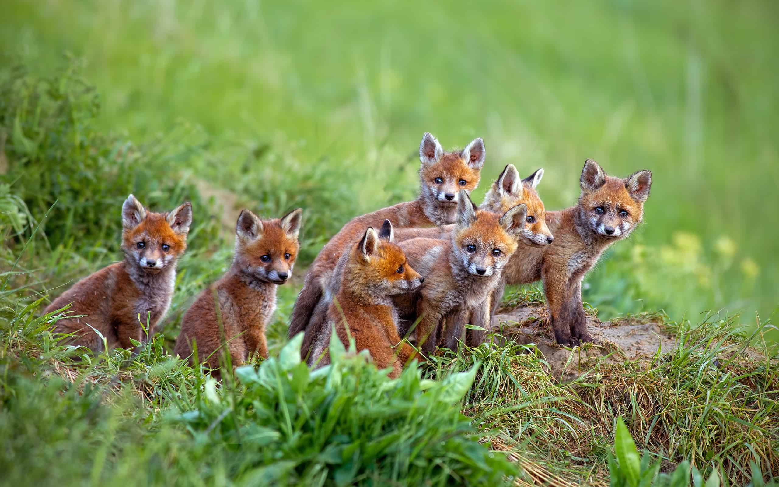 Move Over, Rabbits: The Real Baby-Making Machines of the Animal Kingdom