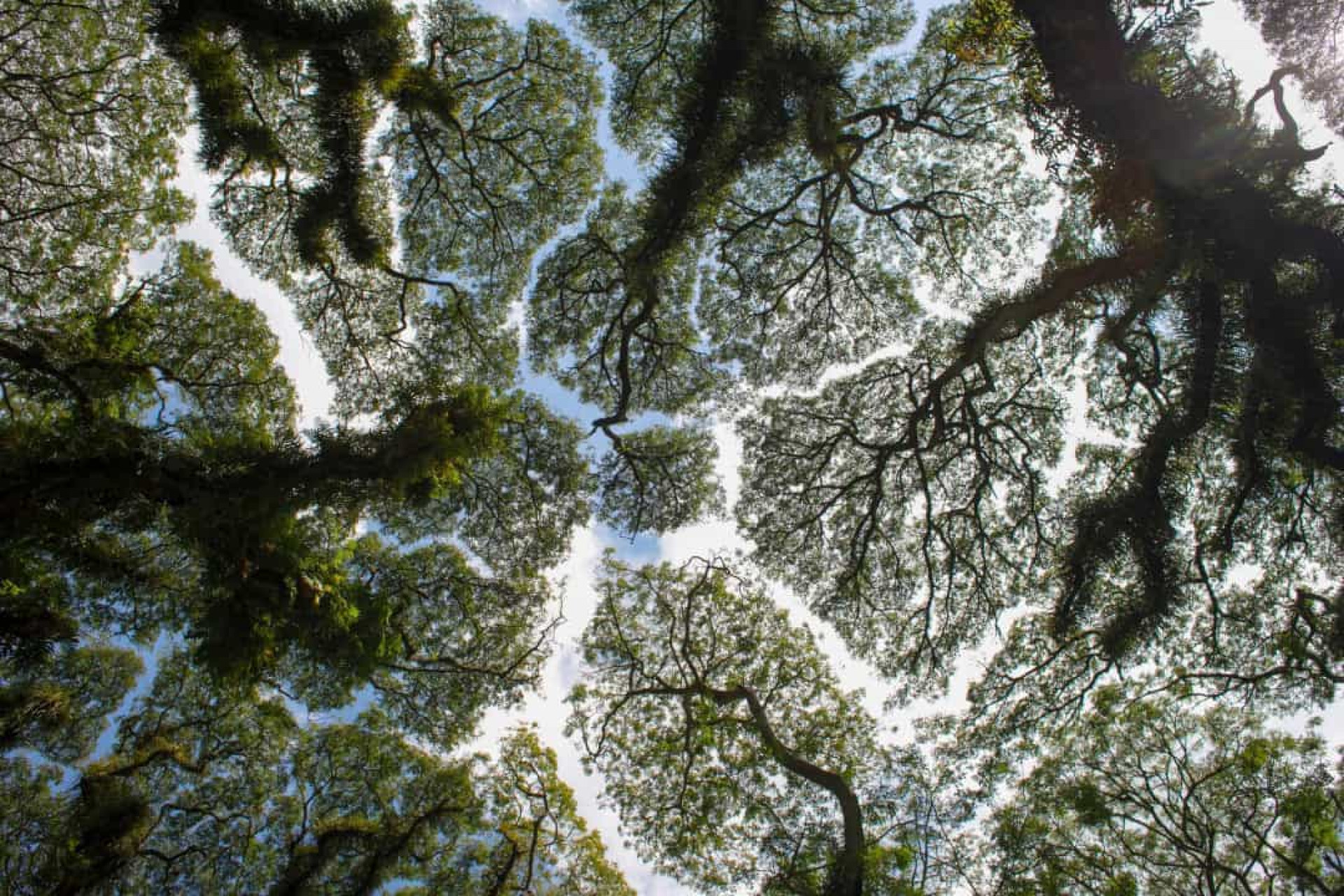 Do plants and trees have consciousness?