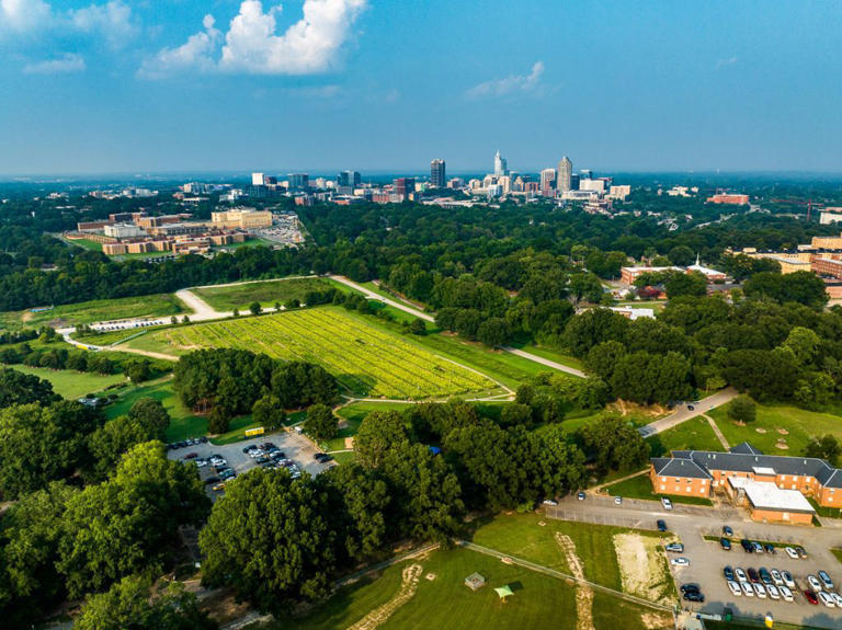 The 7 Best Sunflower Fields in Raleigh and Surrounding Triangle [U-Pick ...