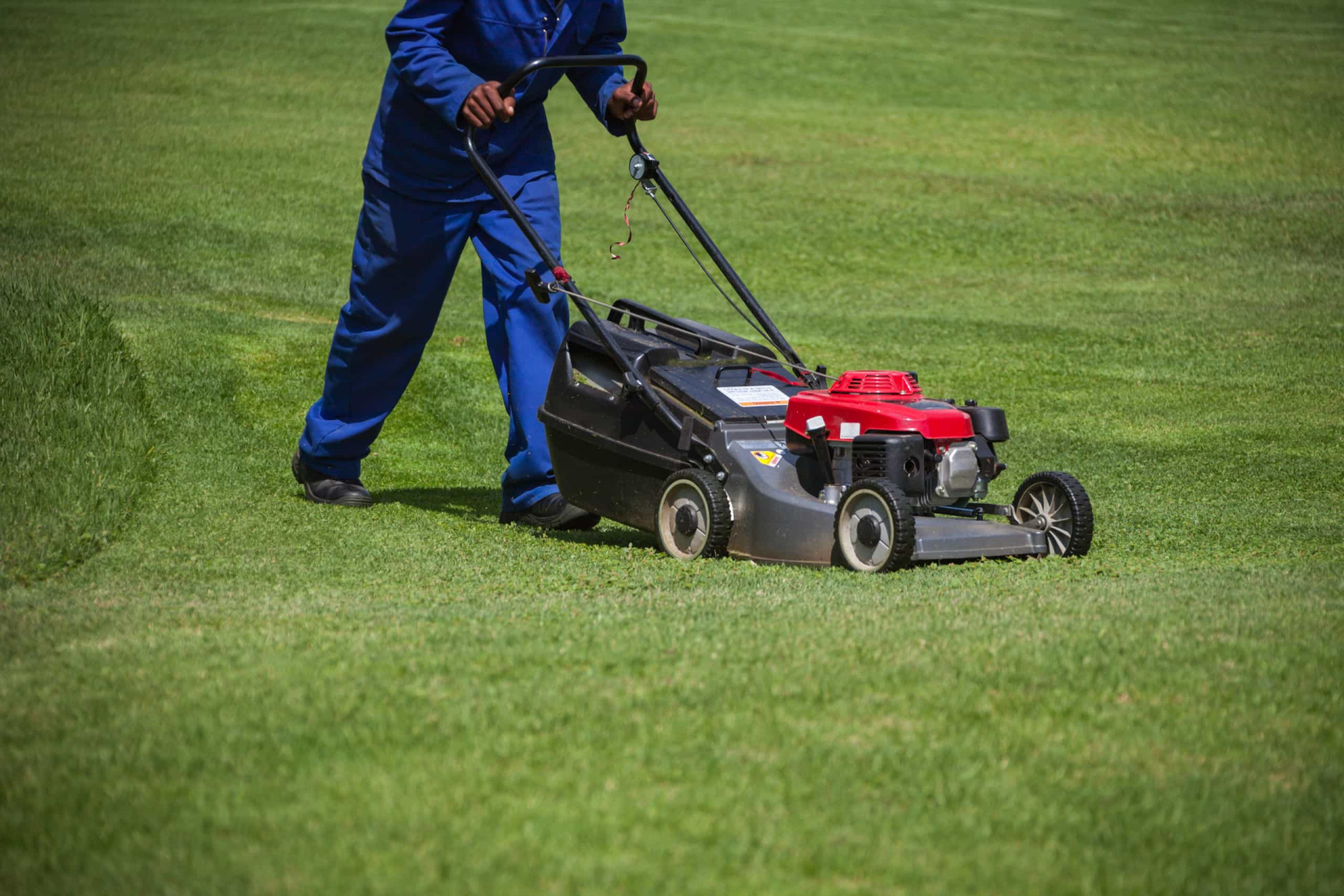 Do plants and trees have consciousness?