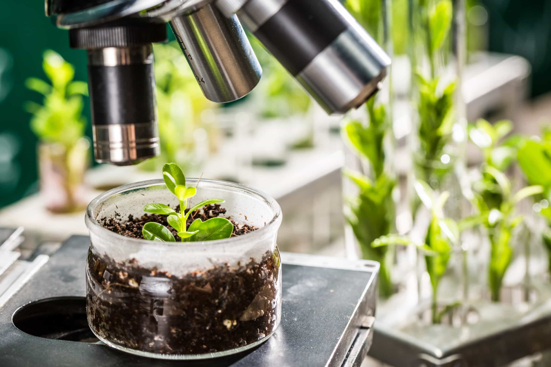 Do plants and trees have consciousness?