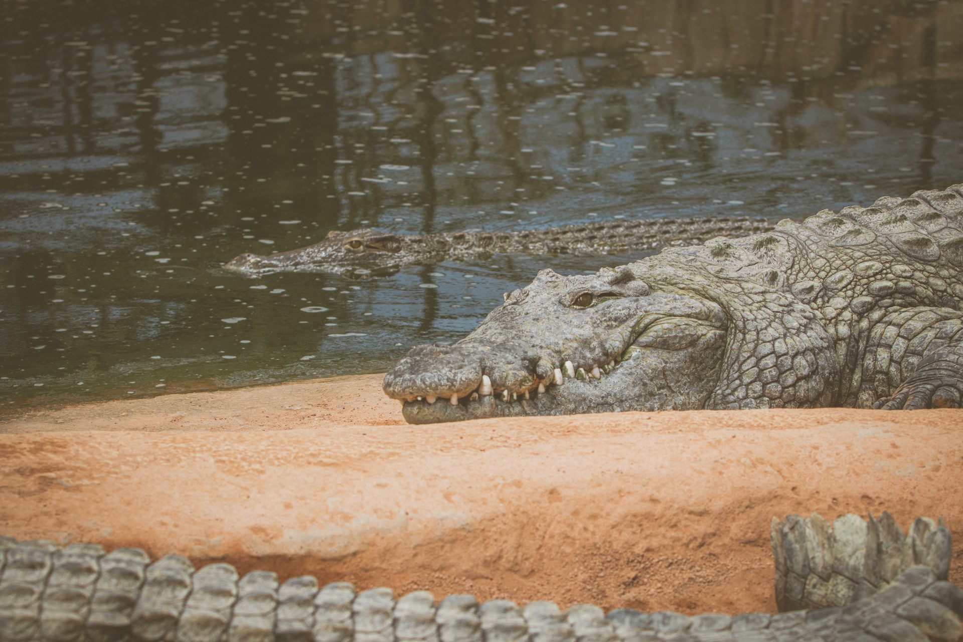 This is why crocodiles react to children crying