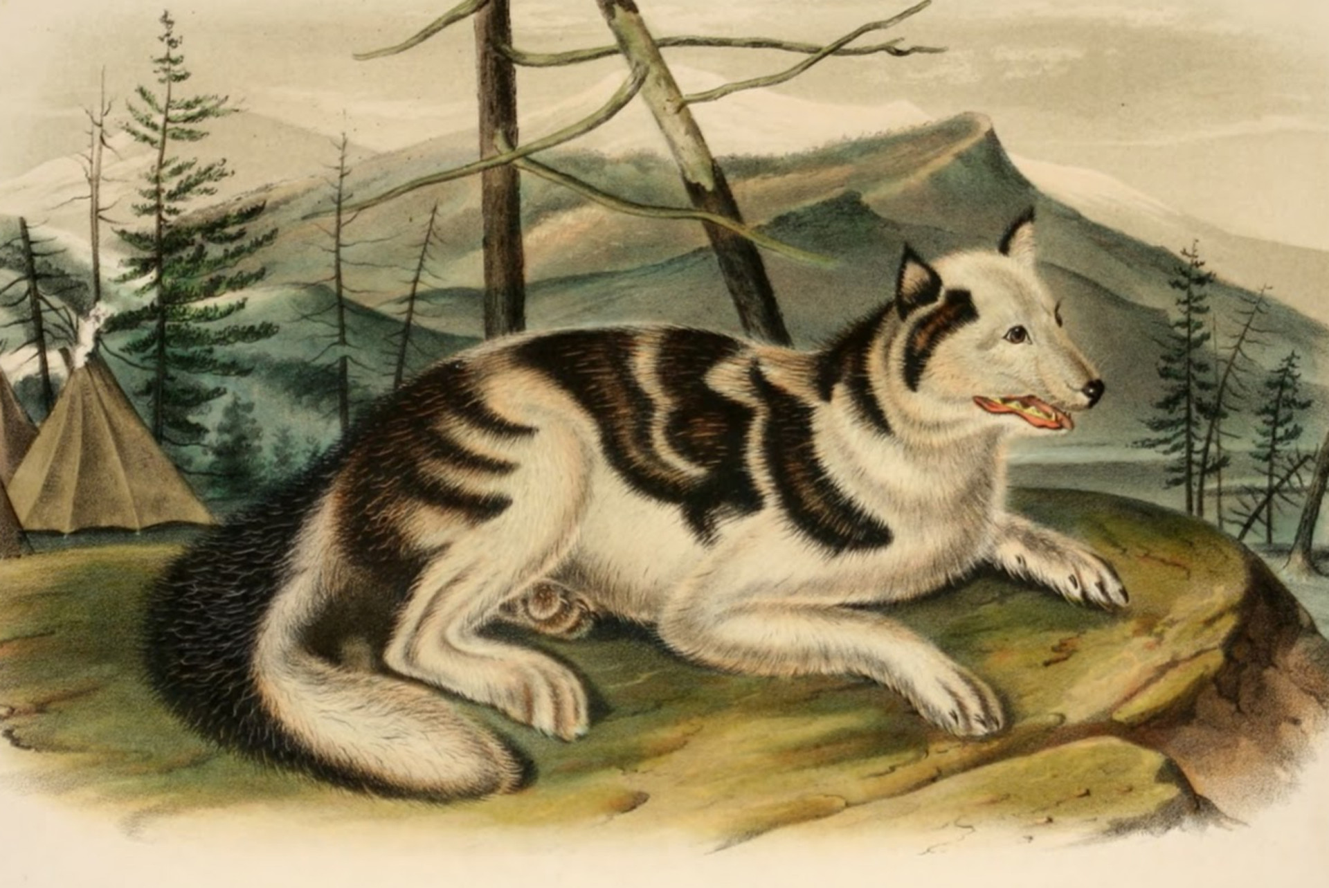 Extinct dog breeds you never knew existed