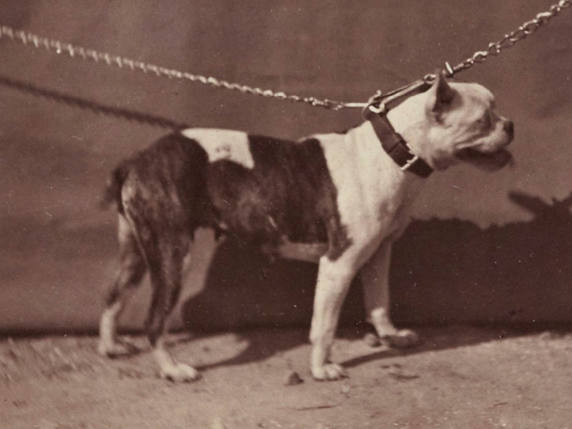 Extinct dog breeds you never knew existed