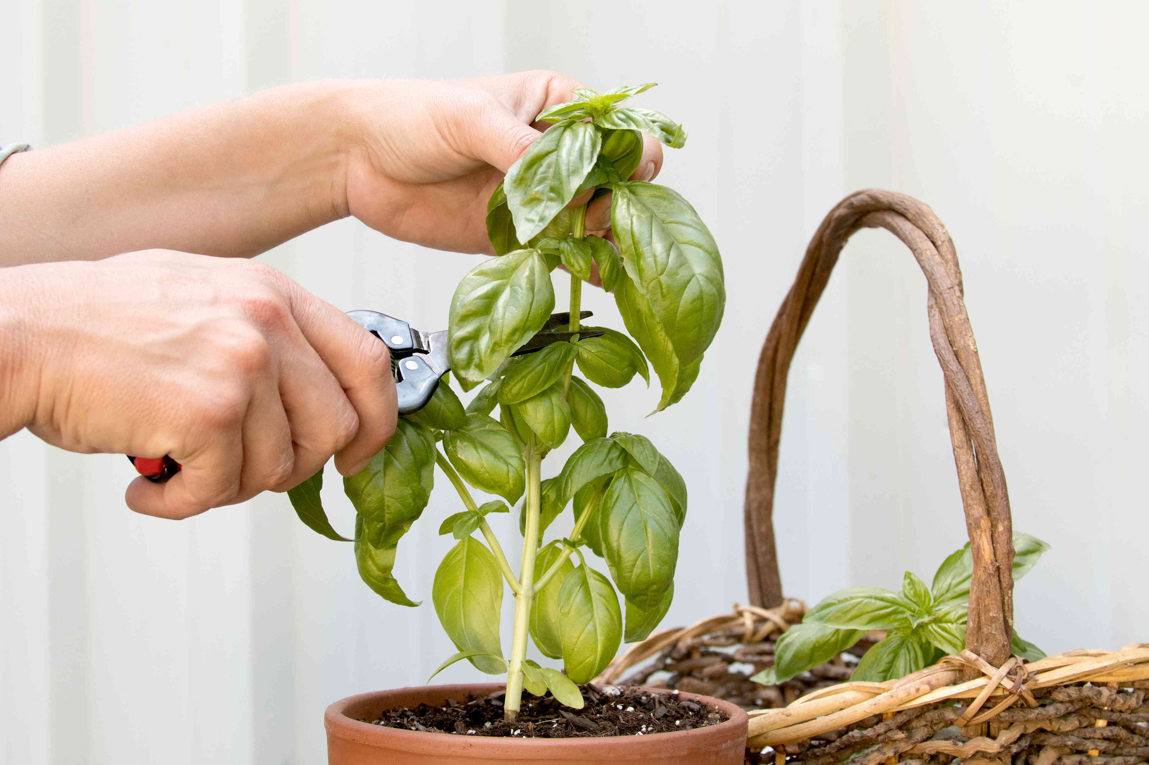 How to Harvest Basil and Pick the Best Leaves