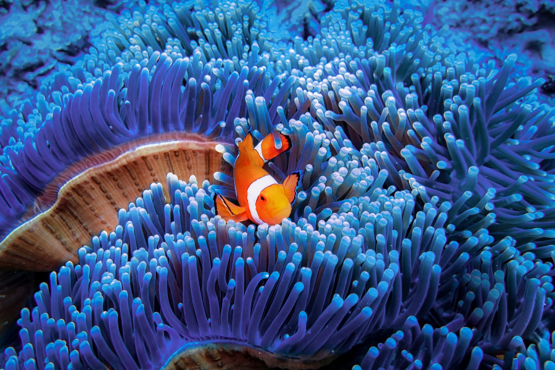 Do you know these surprising facts about sea creatures?