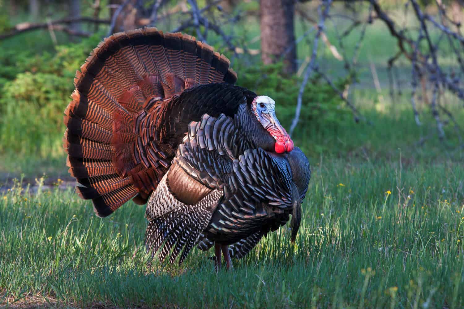 Wild Turkeys Are Overrunning Some States, but Most Americans Don’t Know ...