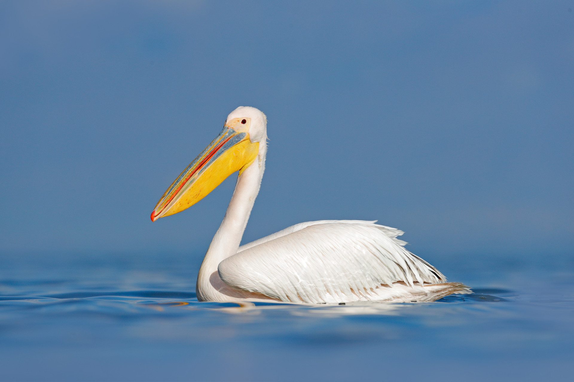 30 different symbols of kindness and compassion
