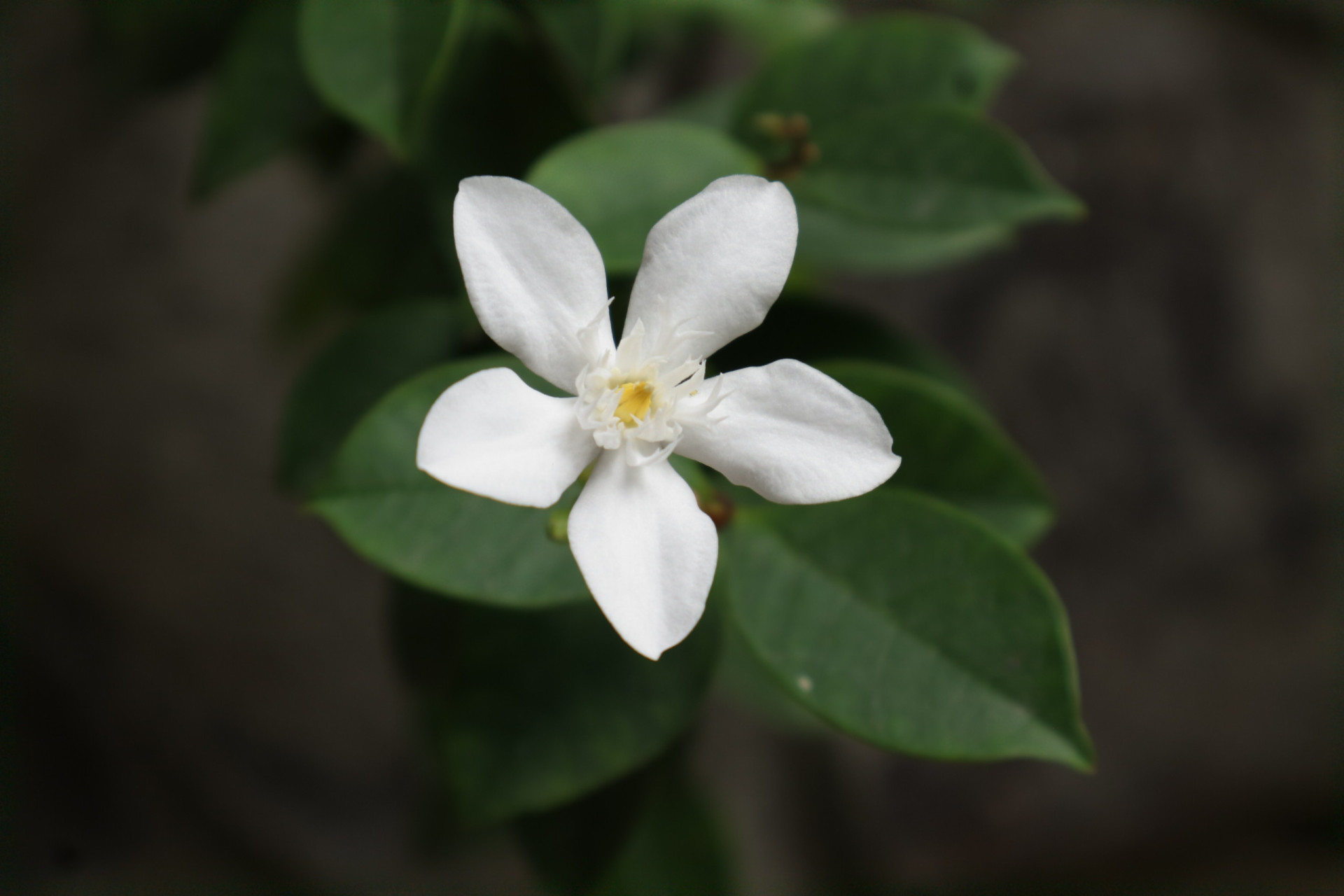 30 different symbols of kindness and compassion