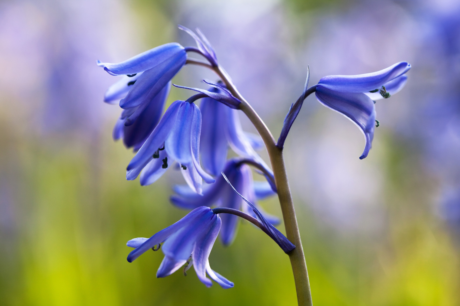 30 different symbols of kindness and compassion