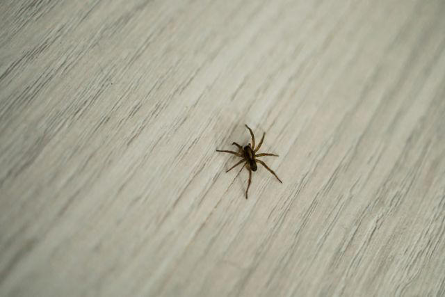 How To Keep Spiders Away From Your Home, According To Experts