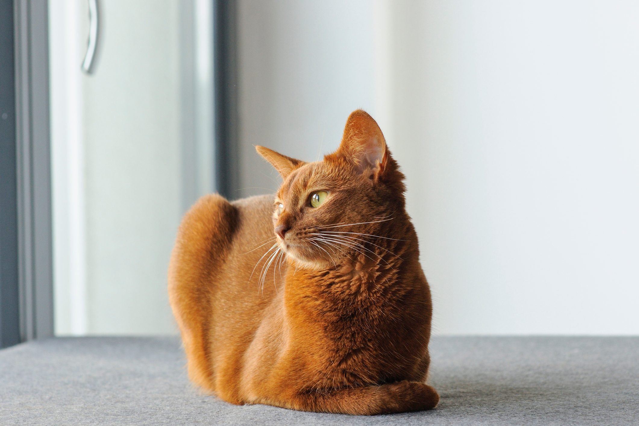 20 Cutest Cat Breeds You’ll Want to Adopt