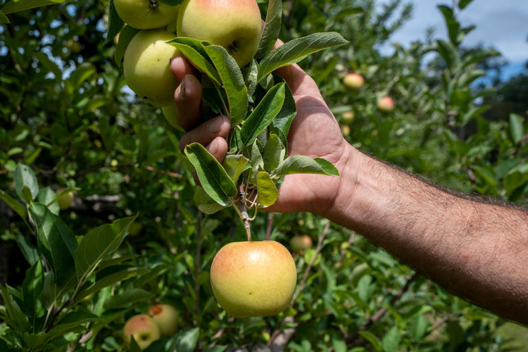 Can you pick fruit or flowers from your neighbor's garden? What you ...