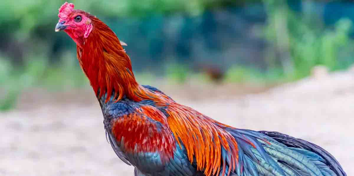 Por que o galo canta sempre no mesmo horário?