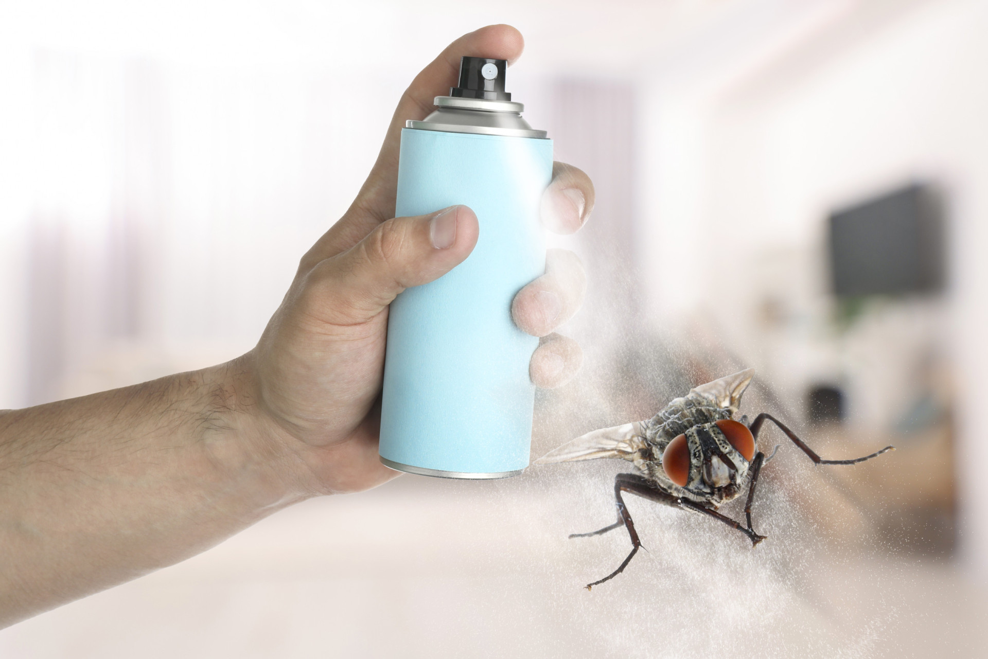 How to keep your home fly-free