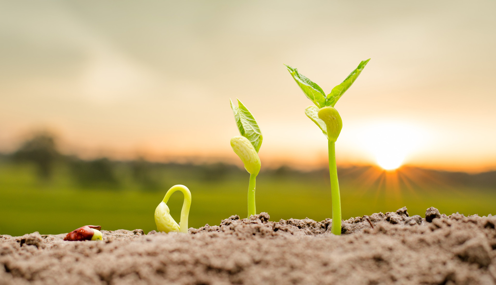 The beauty of chaos gardening, and how to go about it