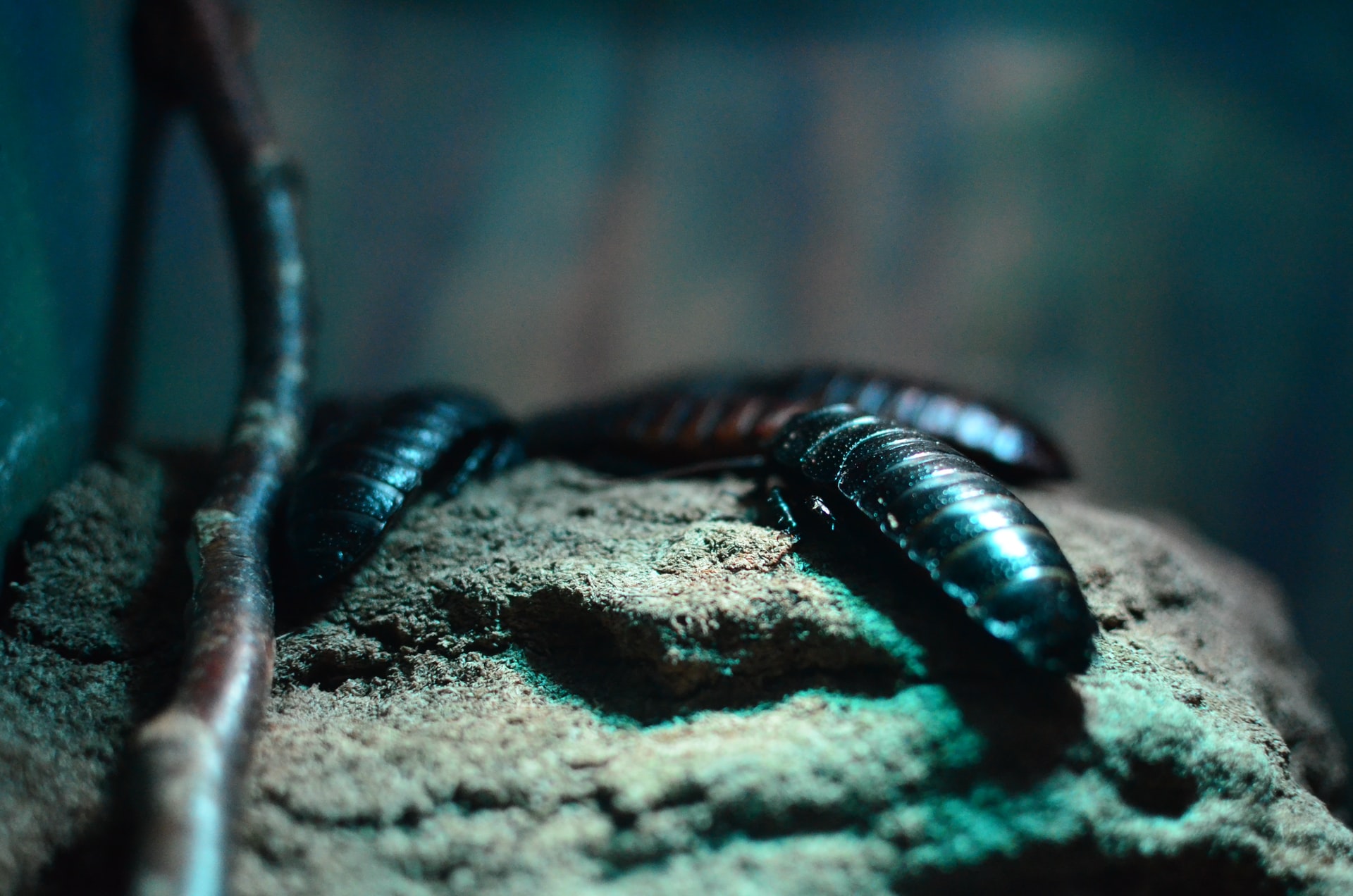 Don't step on that roach! It can be a hazard to your health