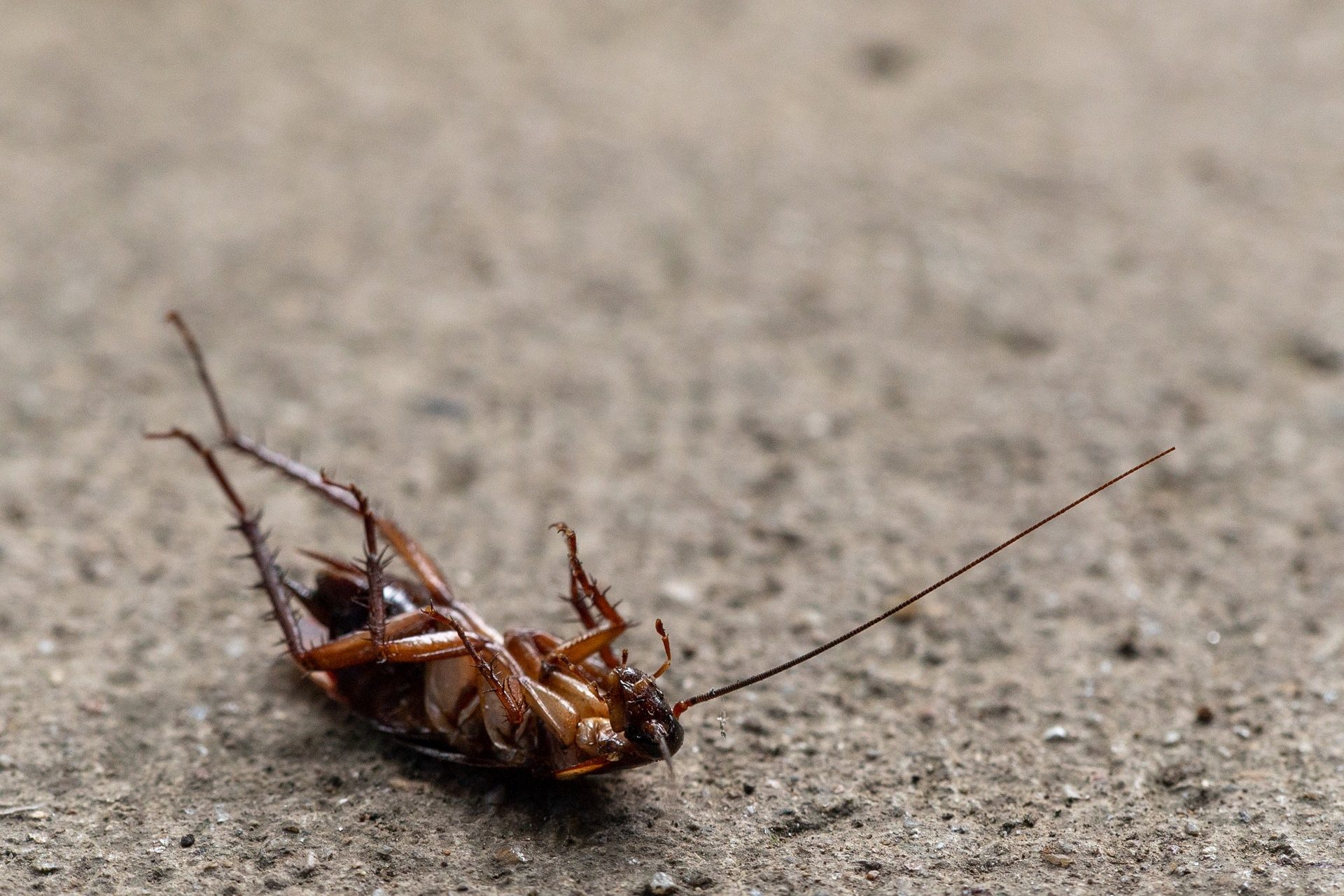 Don't step on that roach! It can be a hazard to your health