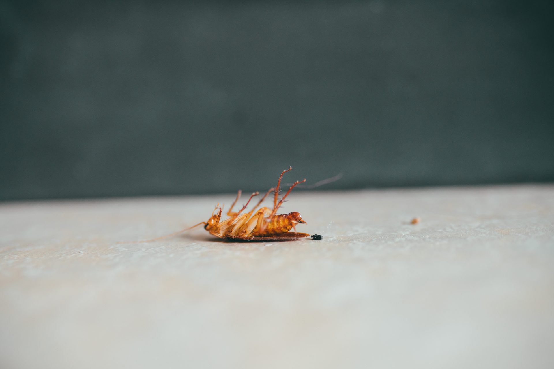 Don't step on that roach! It can be a hazard to your health