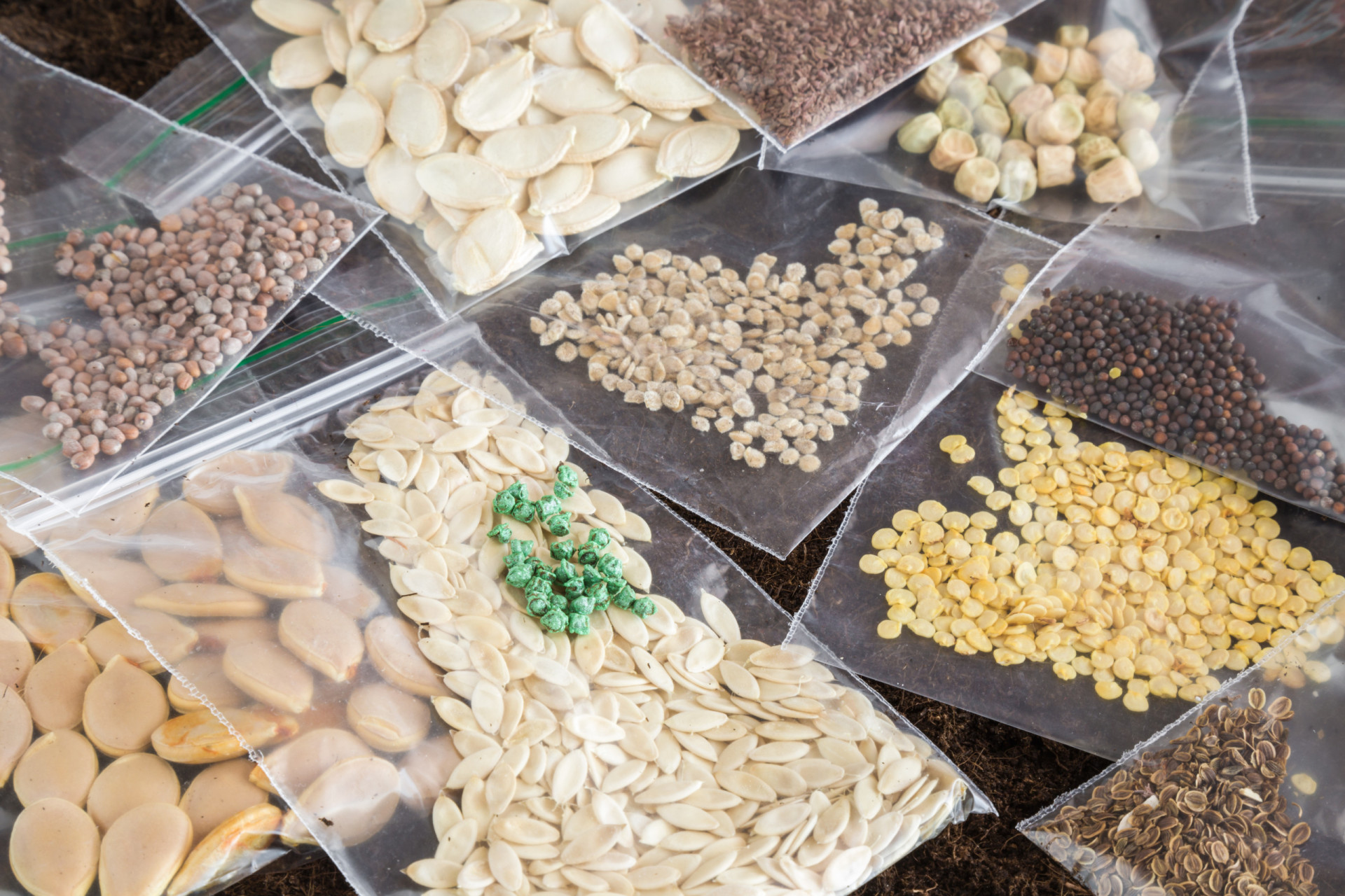 The beauty of chaos gardening, and how to go about it