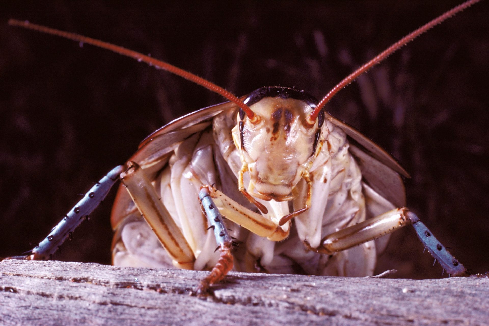 Don't step on that roach! It can be a hazard to your health