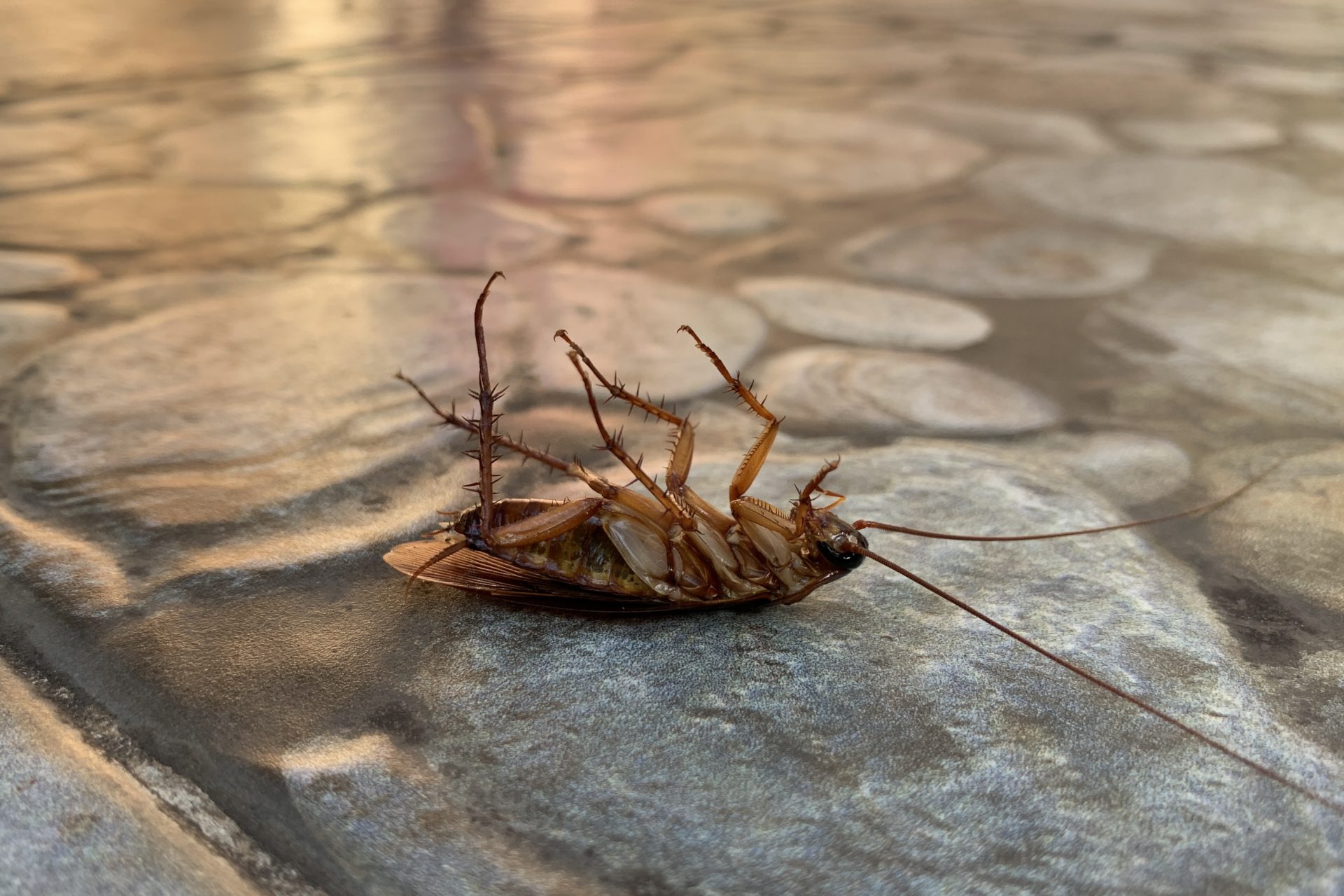 Squishing a cockroach can be bad for your health