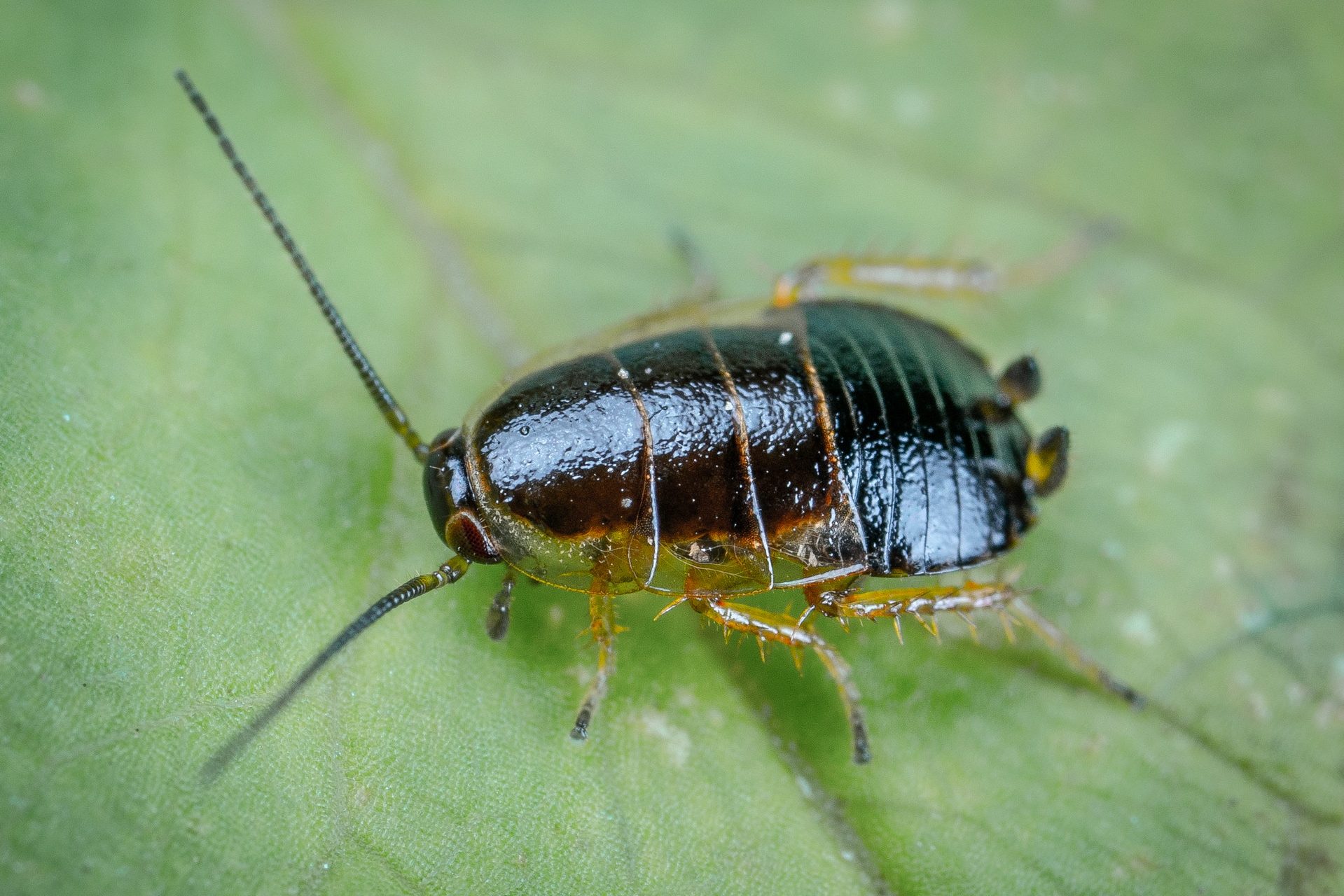 Don't step on that roach! It can be a hazard to your health