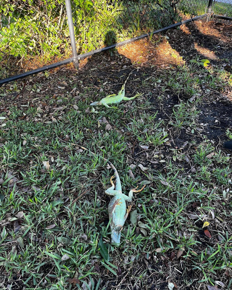 Florida rules change on frozen iguanas (for now). What to know