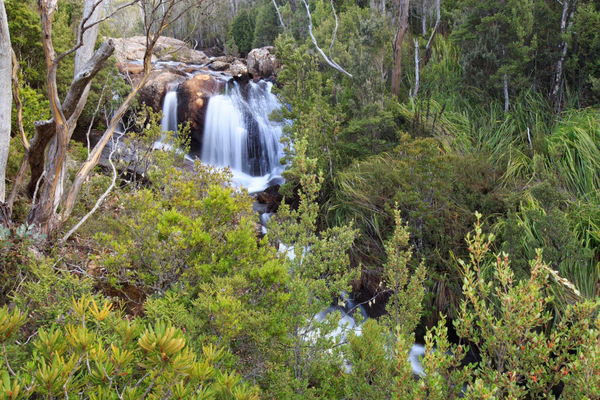 The tallest trees in the world, and where to admire them