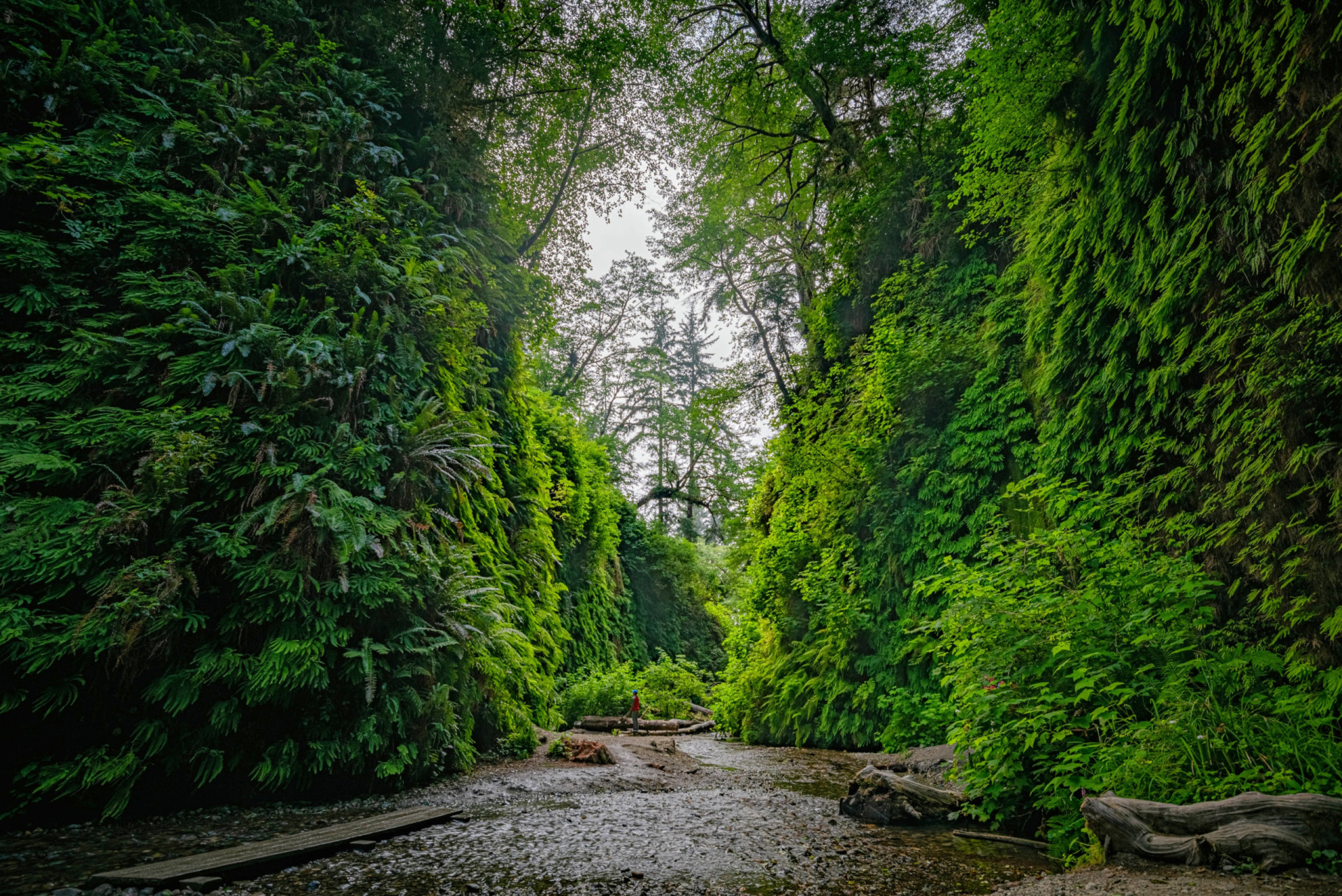 The tallest trees in the world, and where to admire them