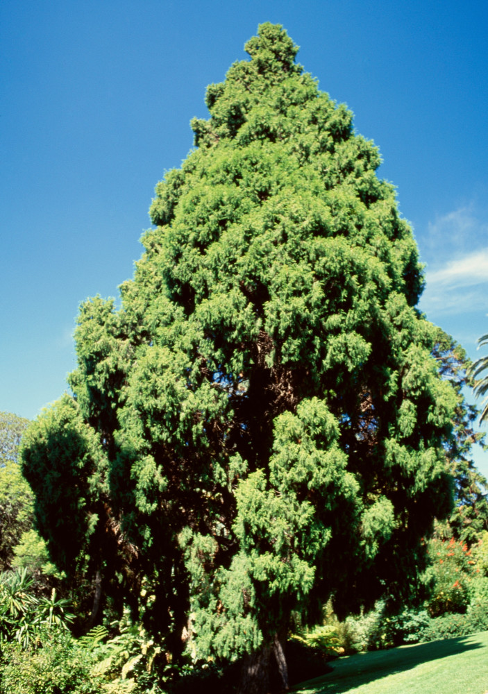 The tallest trees in the world, and where to admire them