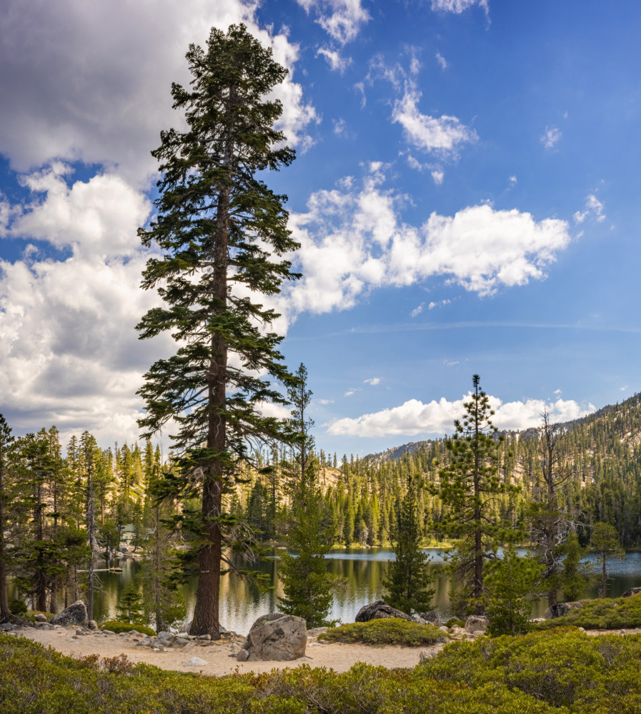 The tallest trees in the world, and where to admire them