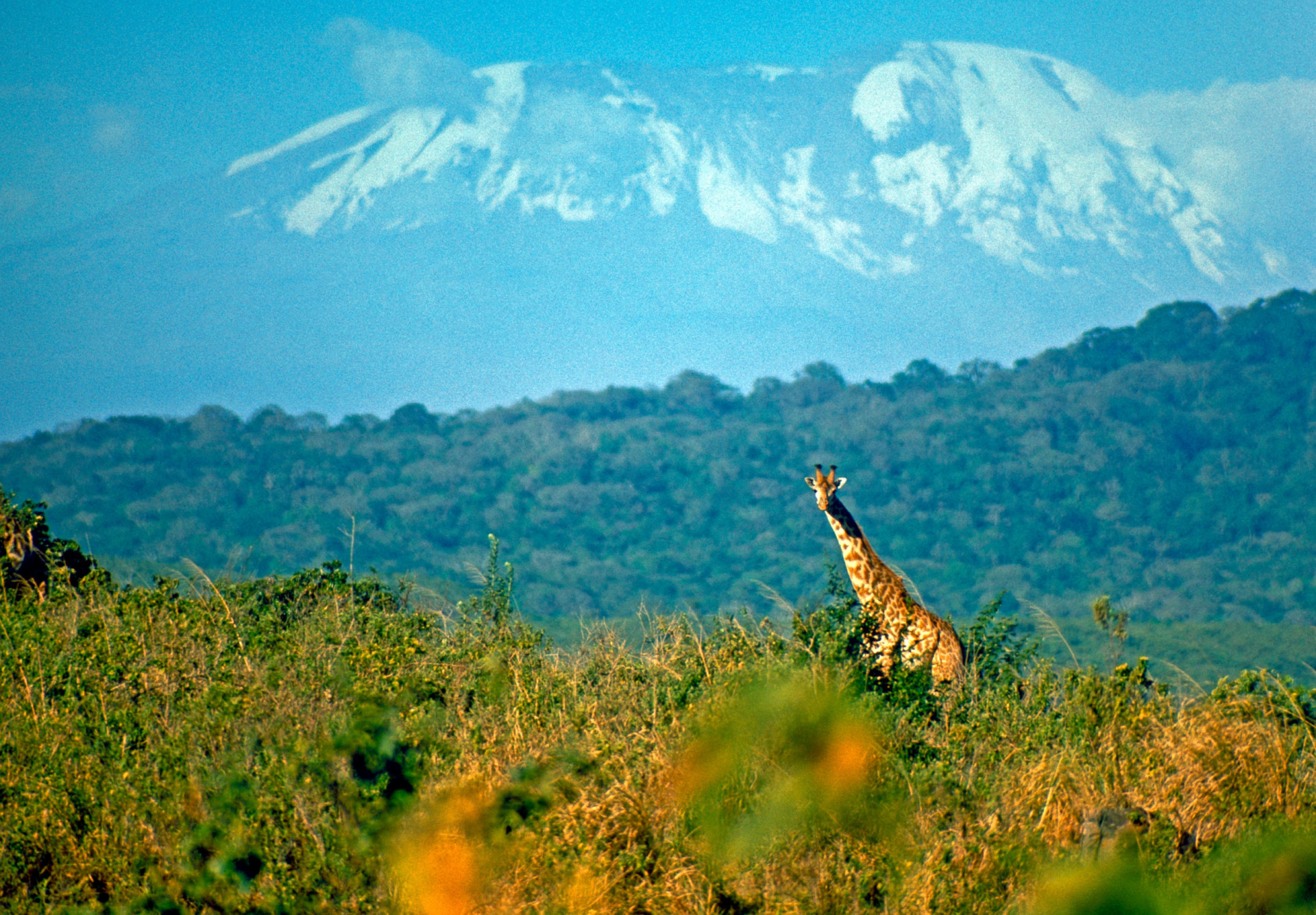The tallest trees in the world, and where to admire them