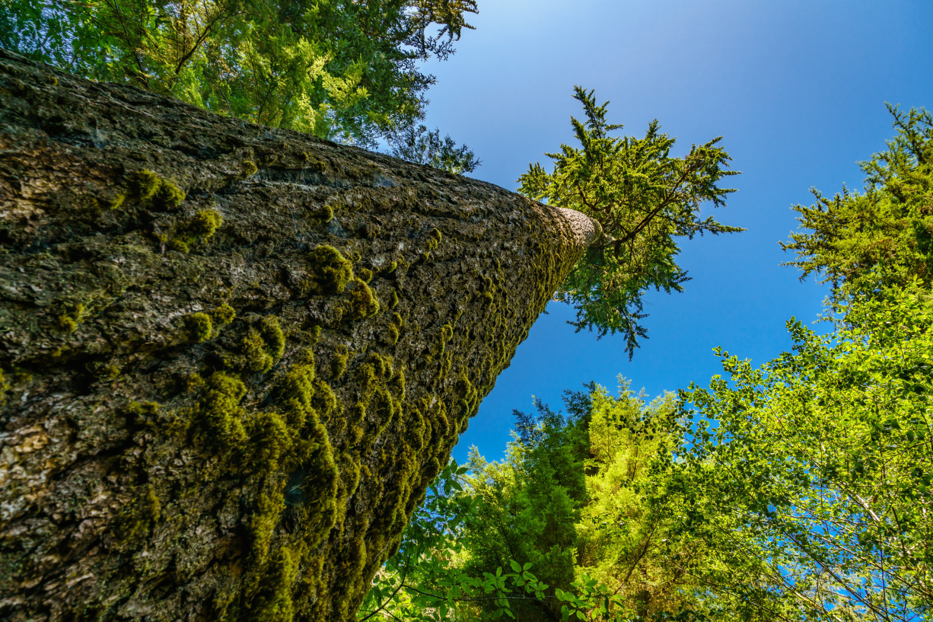 The tallest trees in the world, and where to admire them