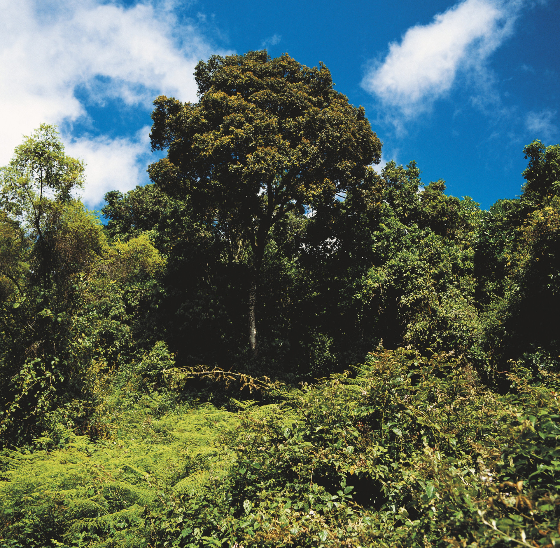 The tallest trees in the world, and where to admire them