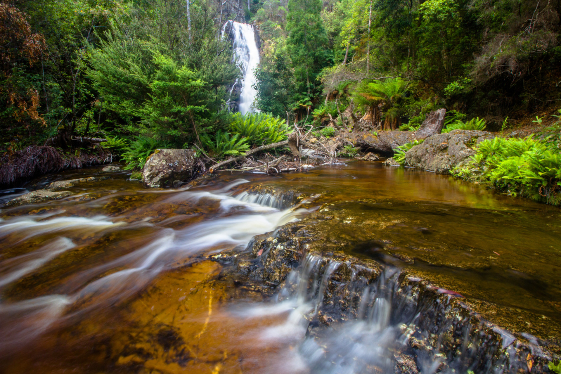 The tallest trees in the world, and where to admire them