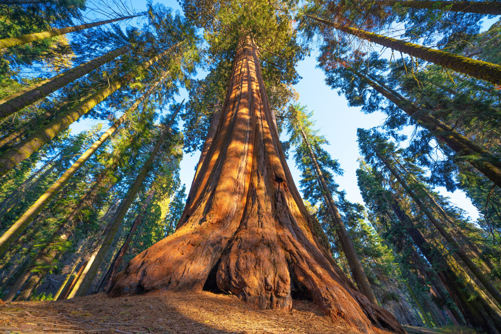 The tallest trees in the world, and where to admire them