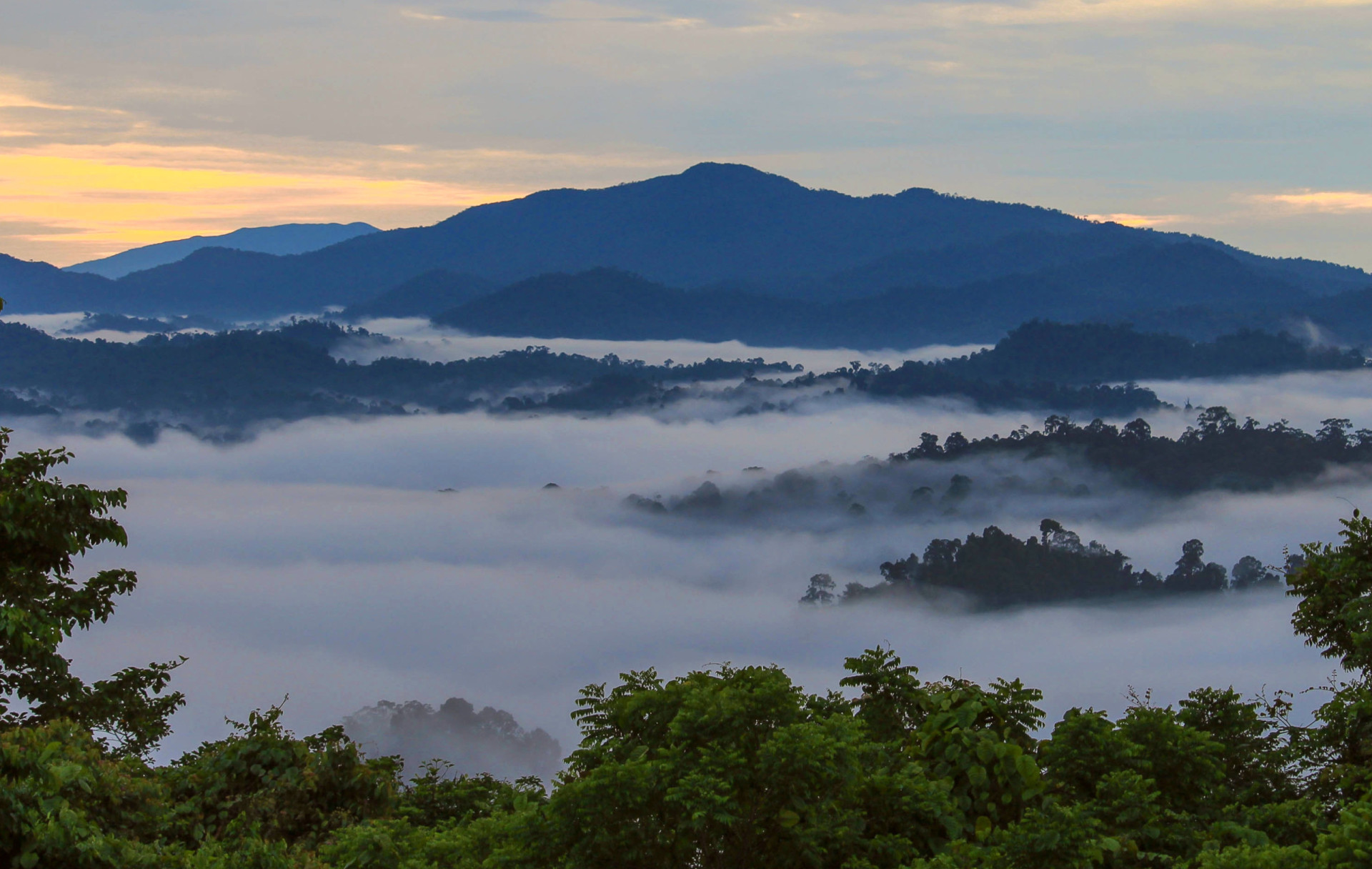 The tallest trees in the world, and where to admire them