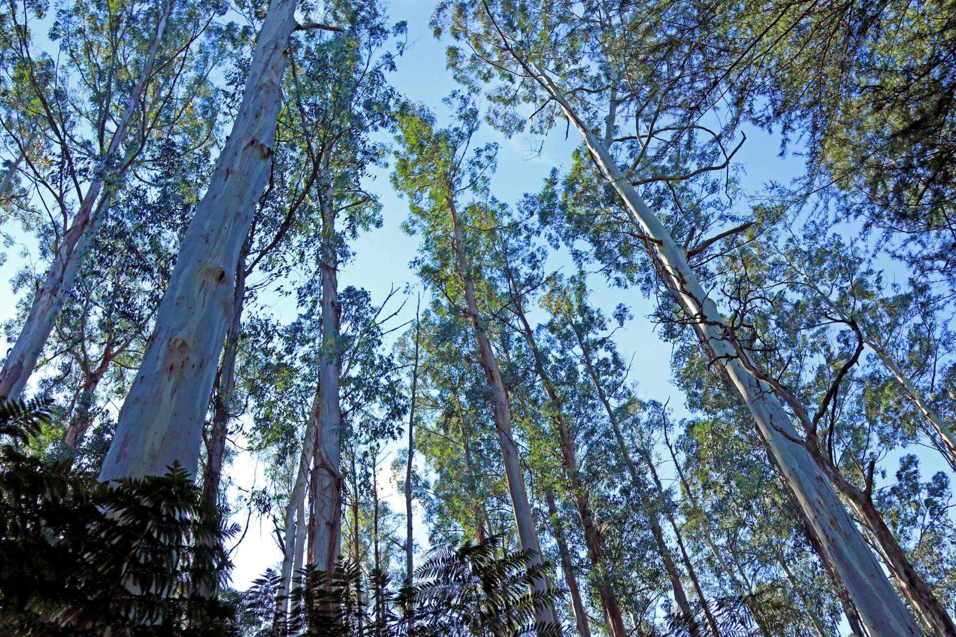 The tallest trees in the world, and where to admire them