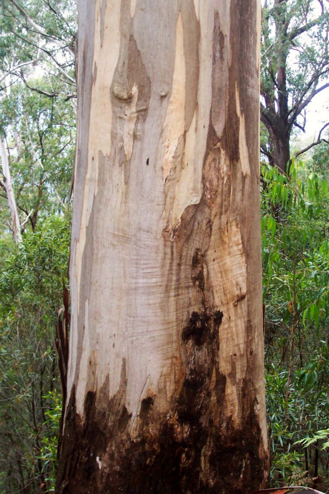 The tallest trees in the world, and where to admire them