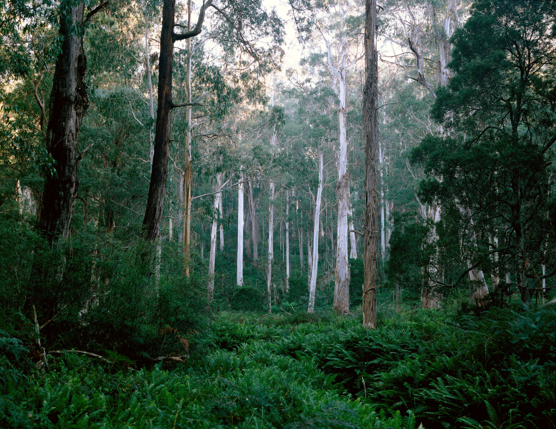 The tallest trees in the world, and where to admire them