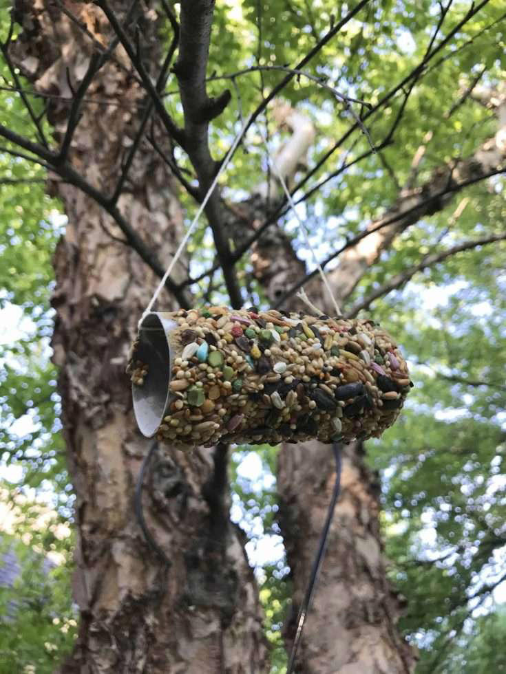 12 Easy DIY Bird Feeders