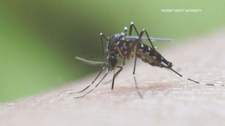 West Nile virus-positive mosquito found in York County, officials confirm