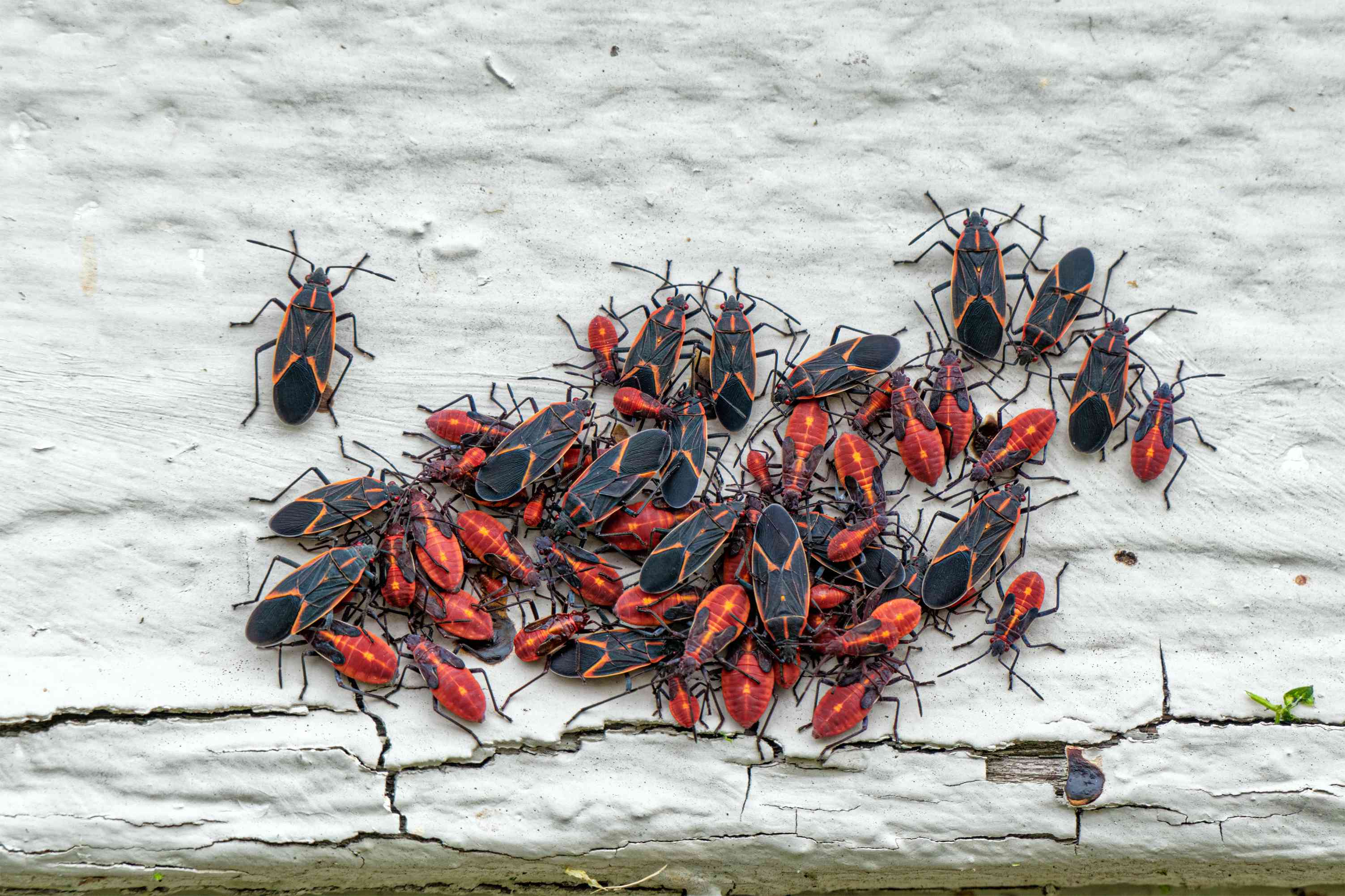 How to Get Rid of Boxelder Bugs—and Stop Them From Coming Back
