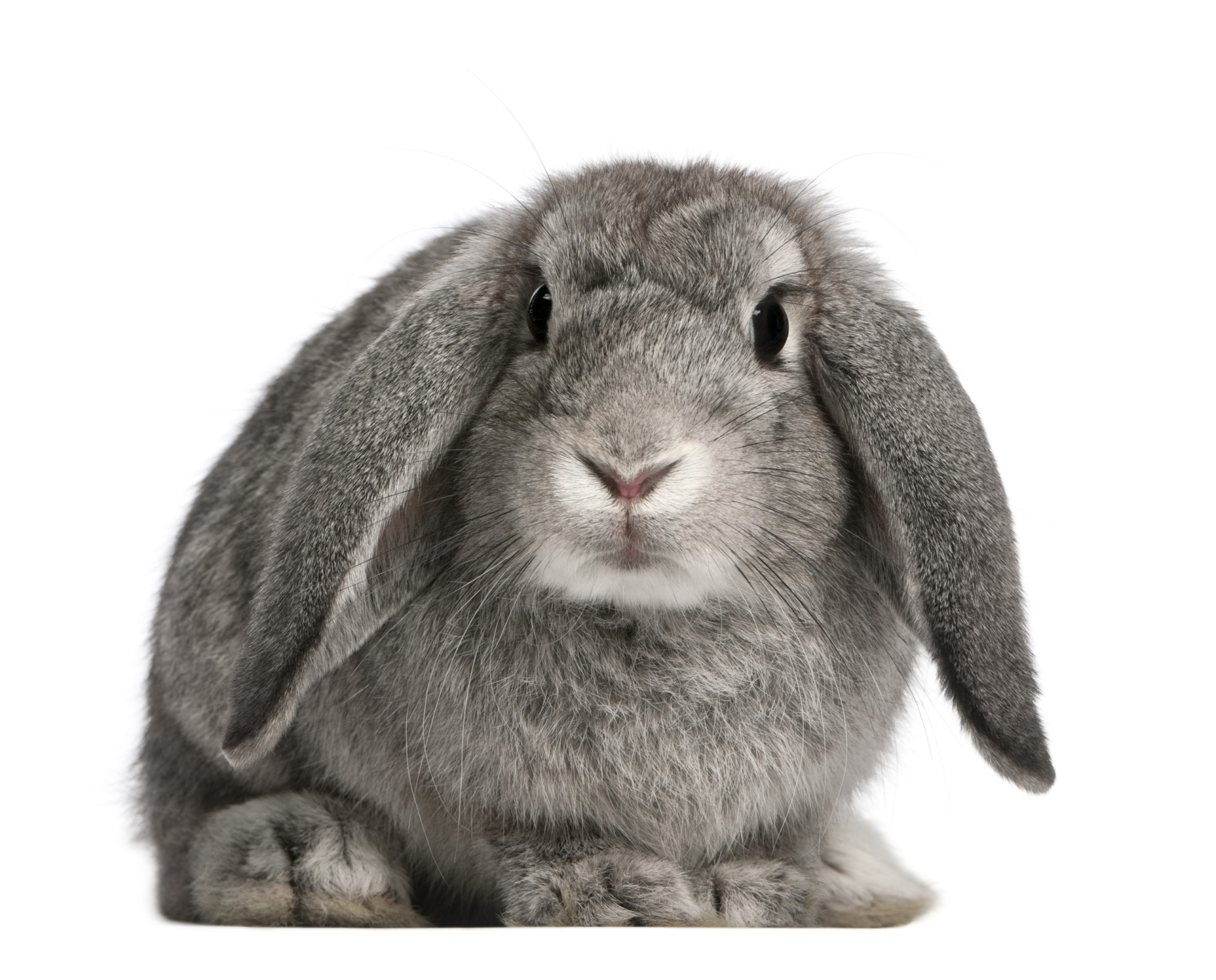 The rabbit test and other bizarre methods of detecting pregnancies from ...