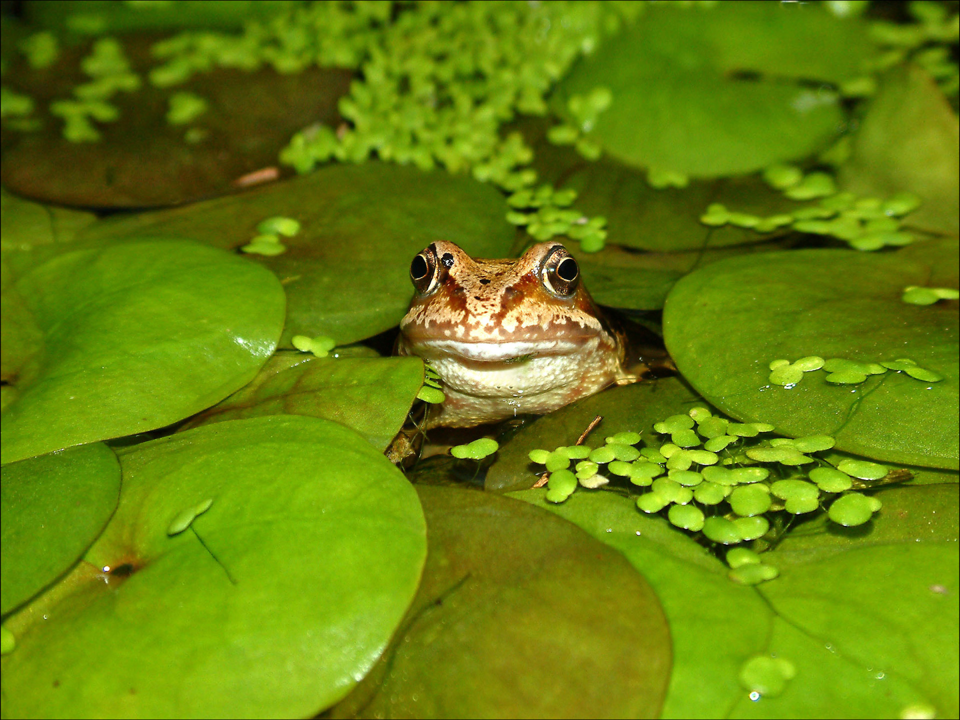 The rabbit test and other bizarre methods of detecting pregnancies from ...