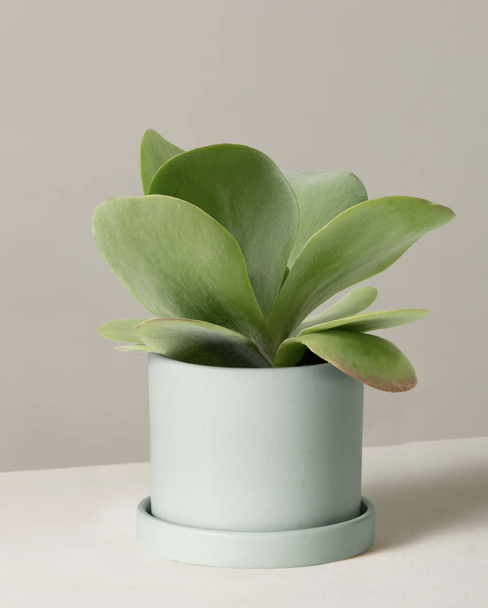 Lazy Gardeners, Rejoice—These Houseplants Are SO Easy to Take Care Of