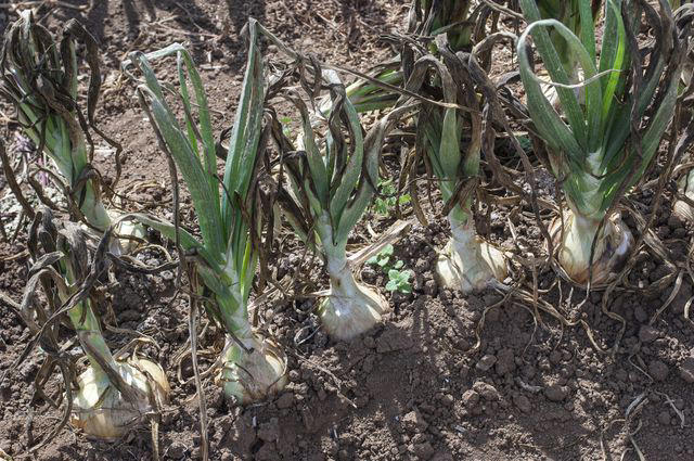 When Do You Harvest Onions? Here's What to Look For