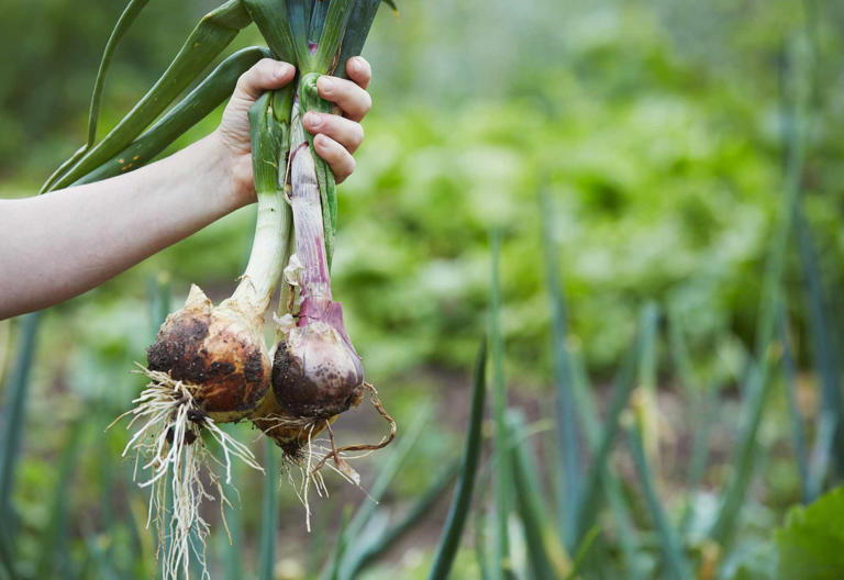 When Do You Harvest Onions? Here's What to Look For